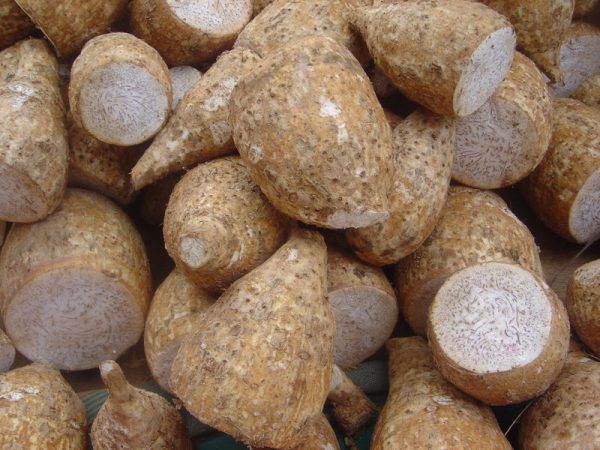 The Secret Behind Taro - What Does It Taste Like? The Secret Behind Taro - What Does It Taste Like?